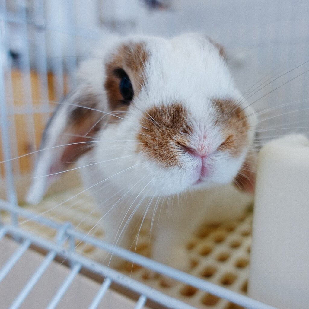 クールでかっこいいだけじゃない！ハスキーの魅力や特徴を解説 | Tierzine（ティアジン）